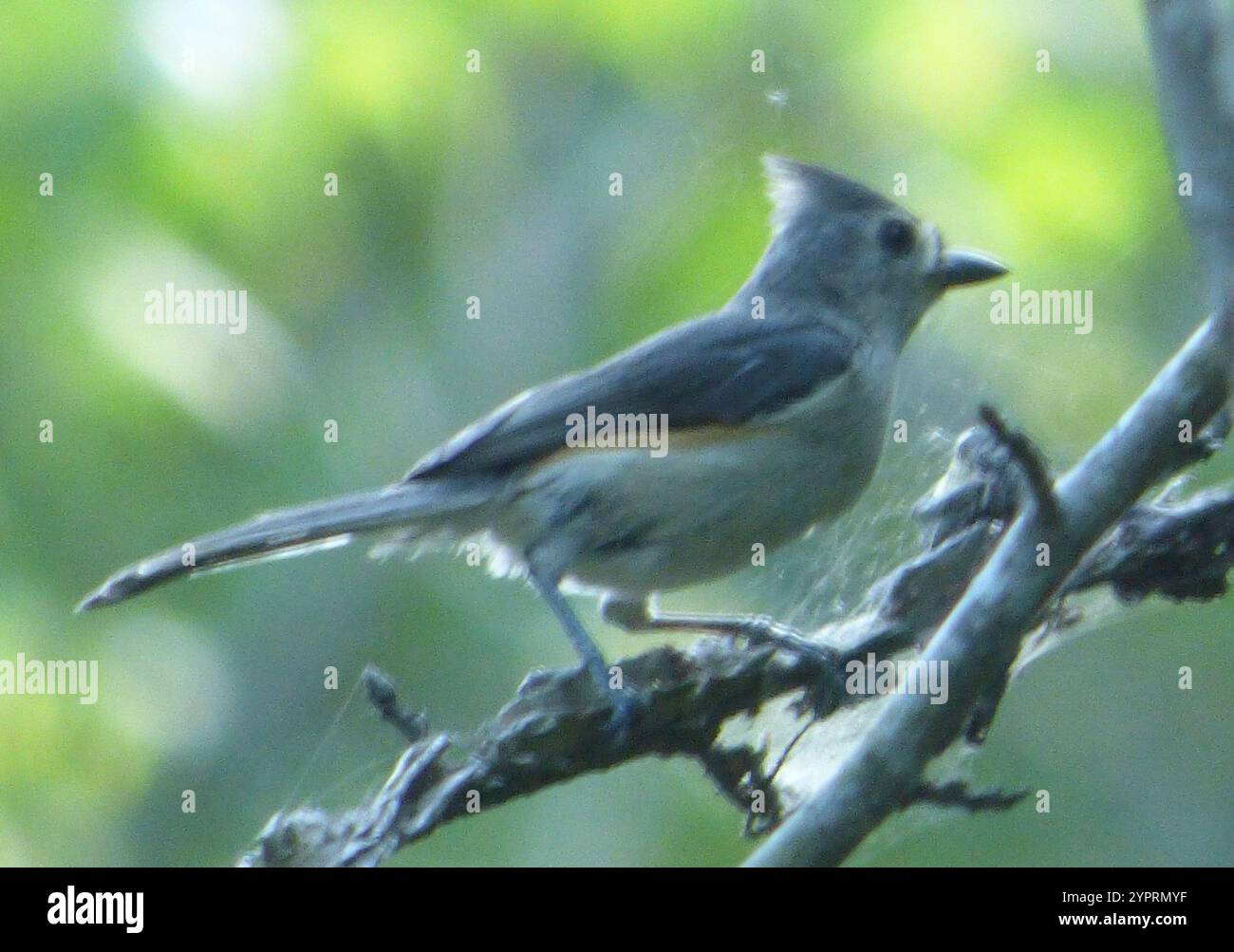 Tufted Titmouse (Baeolophus bicolor Stock Photo - Alamy