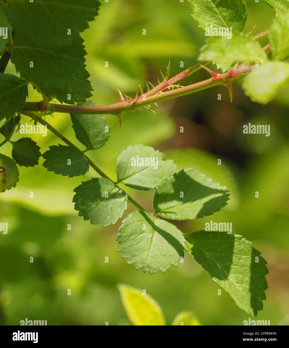 multiflora rose (Rosa multiflora Stock Photo - Alamy