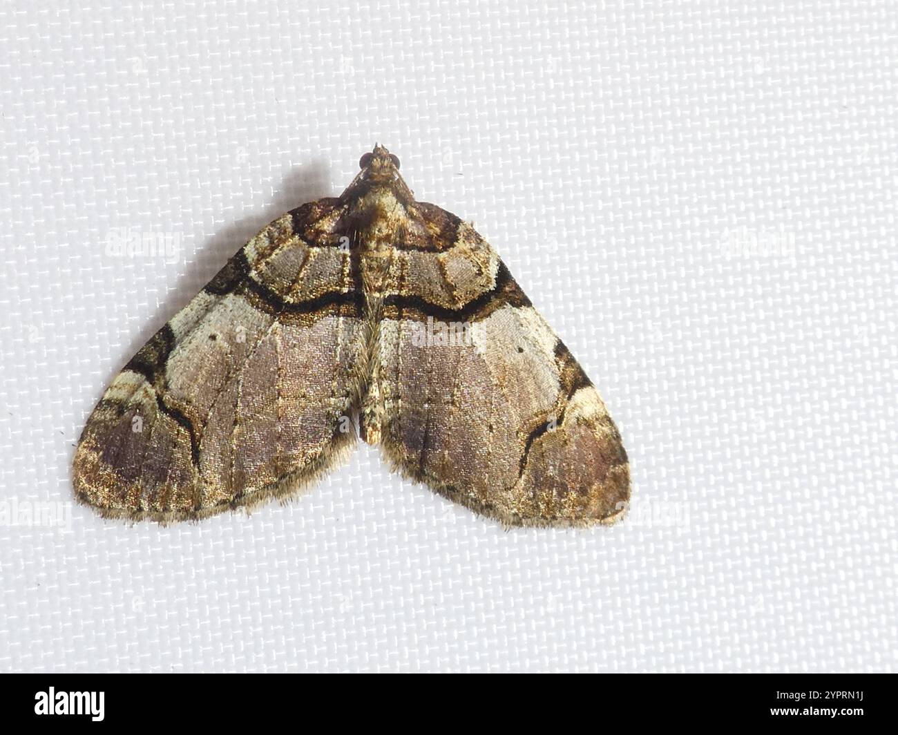 The Streamer (Anticlea derivata Stock Photo - Alamy