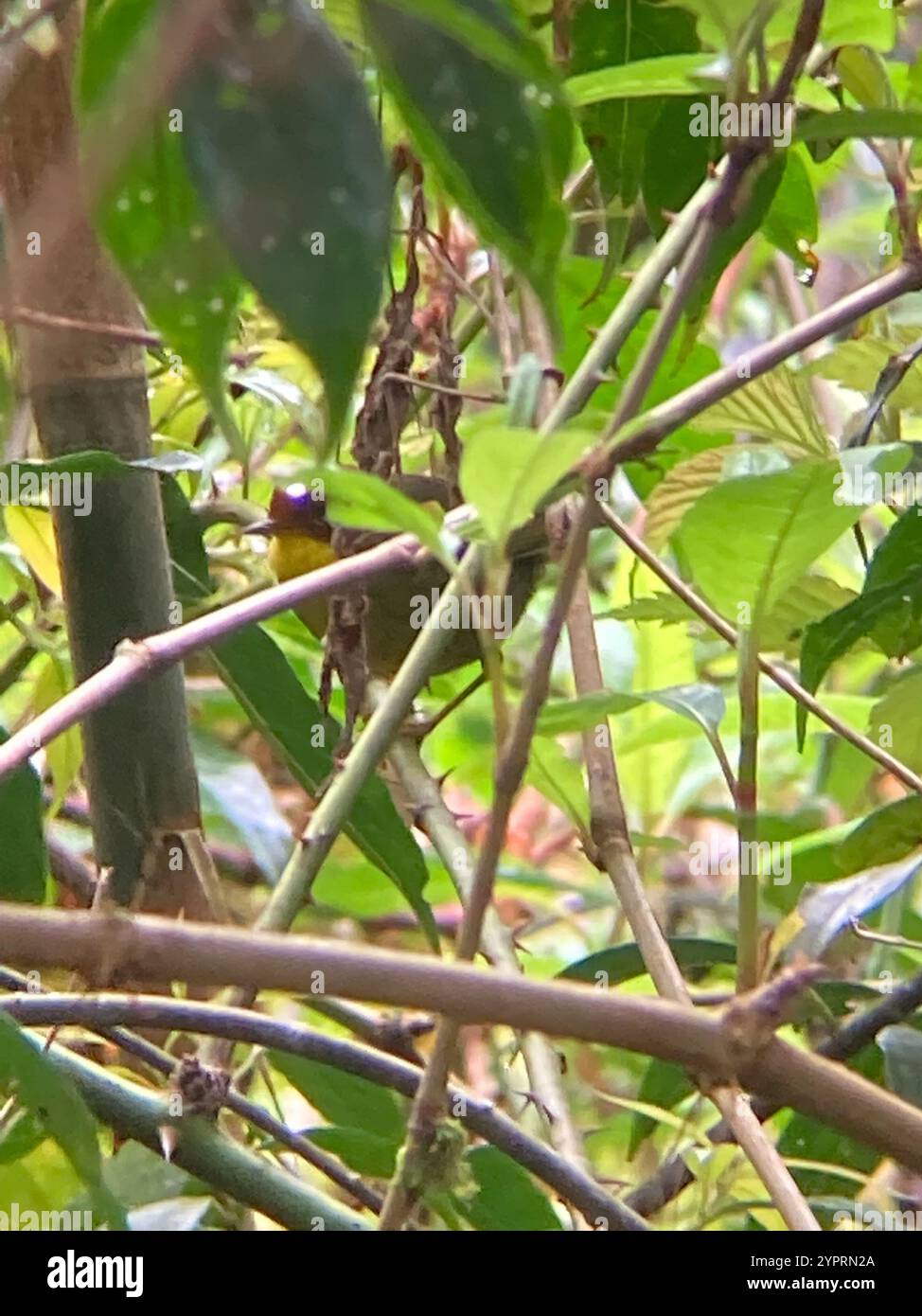 Chestnut-headed Tesia (Cettia castaneocoronata Stock Photo - Alamy