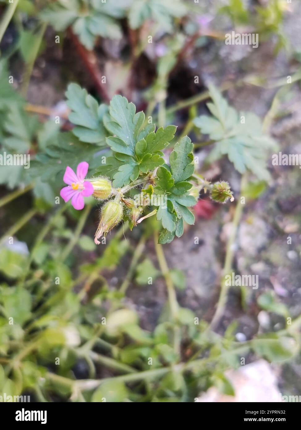Little robin geranium hi-res stock photography and images - Alamy
