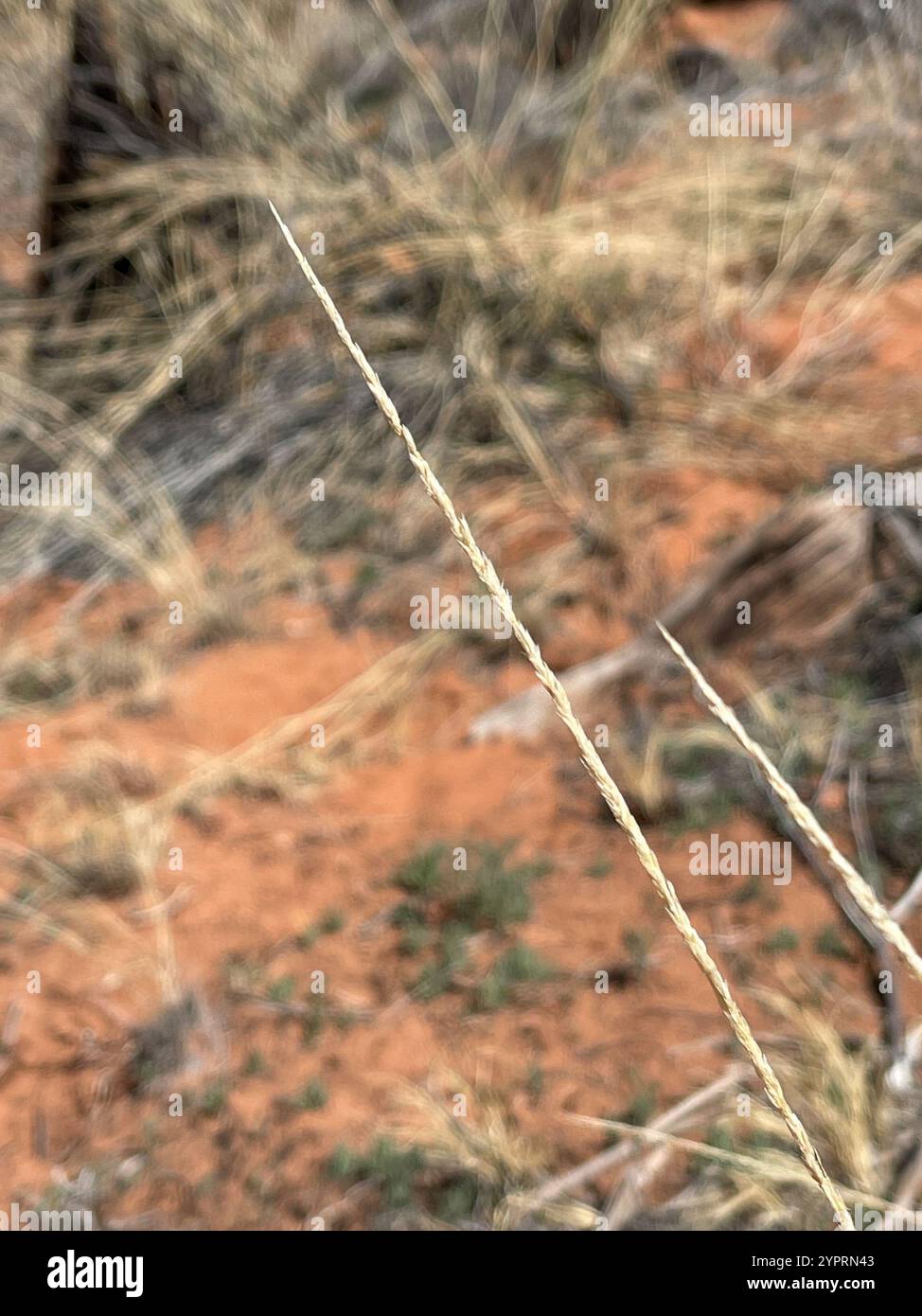 Spike Dropseed (Sporobolus contractus Stock Photo - Alamy