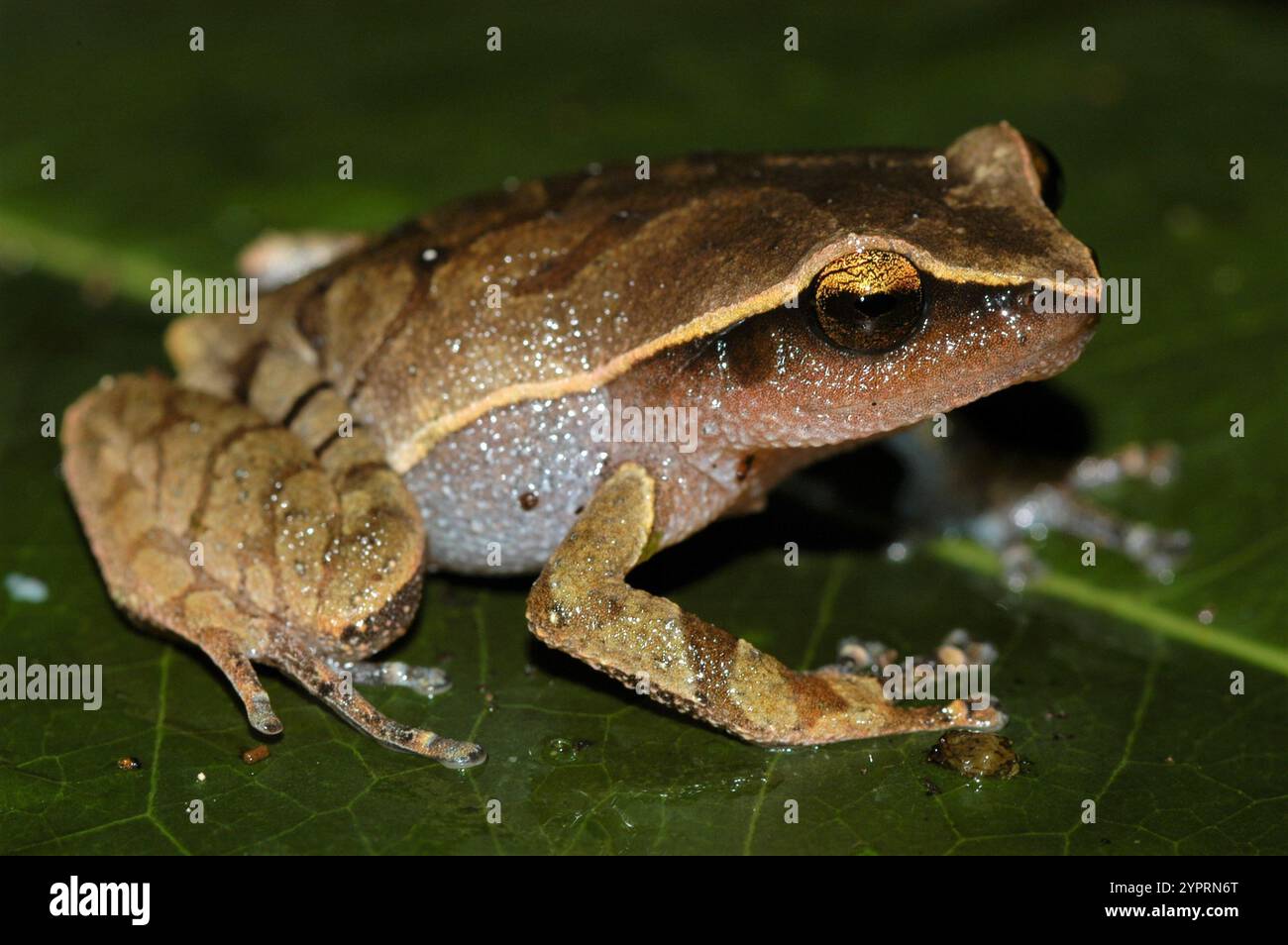 Mahanoro Digging Frog (Plethodontohyla notosticta Stock Photo - Alamy