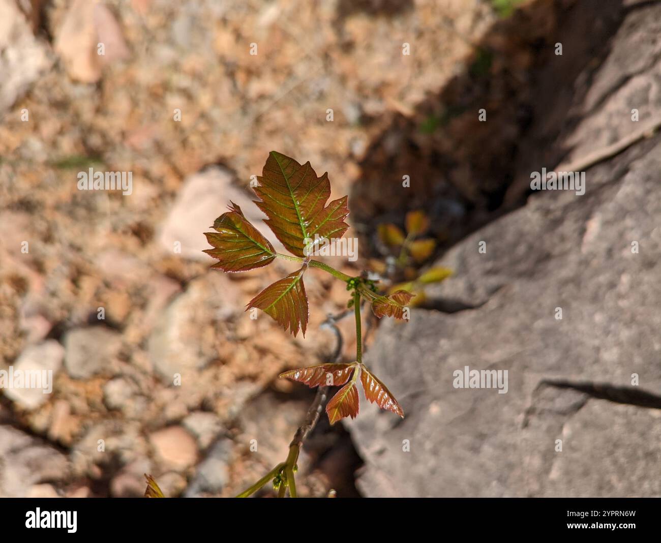 poison ivies and oaks (Toxicodendron Stock Photo - Alamy