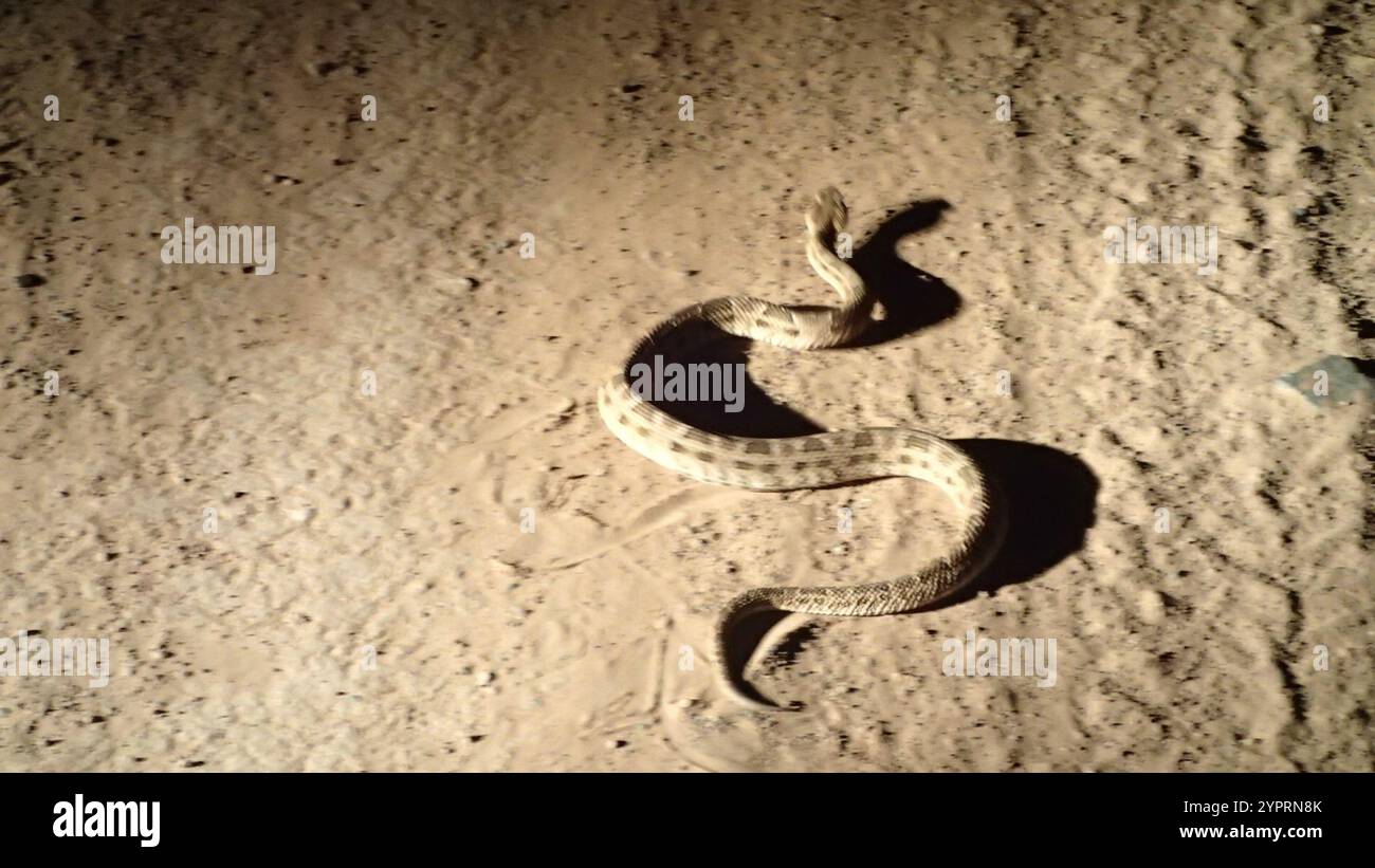 Painted Lancehead (Bothrops diporus Stock Photo - Alamy