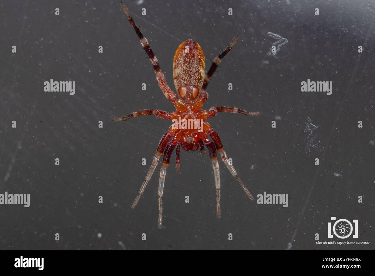 Orange Ant-mimic Sac Spider (Castianeira amoena Stock Photo - Alamy