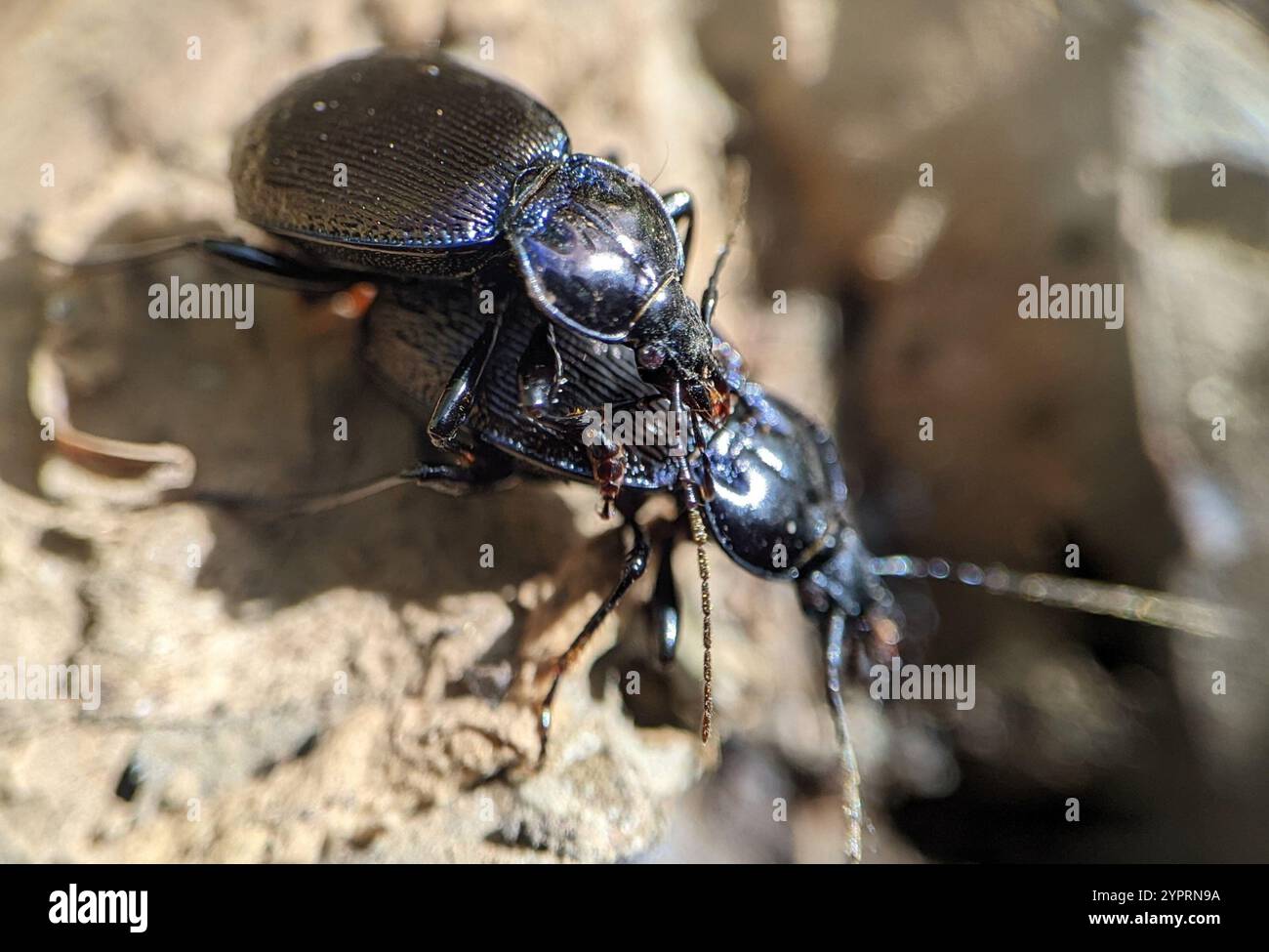 Sphaeroderus stenostomus hi-res stock photography and images - Alamy