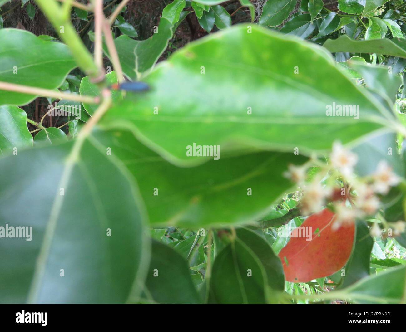 Water, Rove, Scarab, Long-horned, Leaf, and Snout Beetles (Polyphaga ...