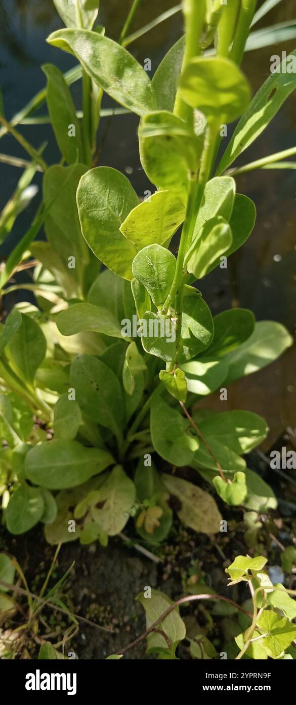 Thin Leaf Brookweed (Samolus valerandi Stock Photo - Alamy