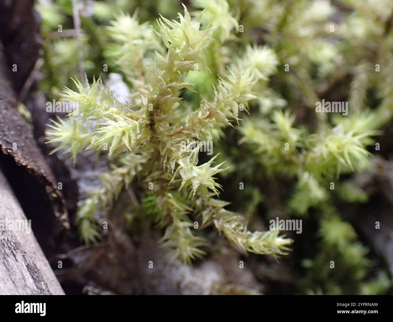 rough goose neck moss (Hylocomiadelphus triquetrus Stock Photo - Alamy