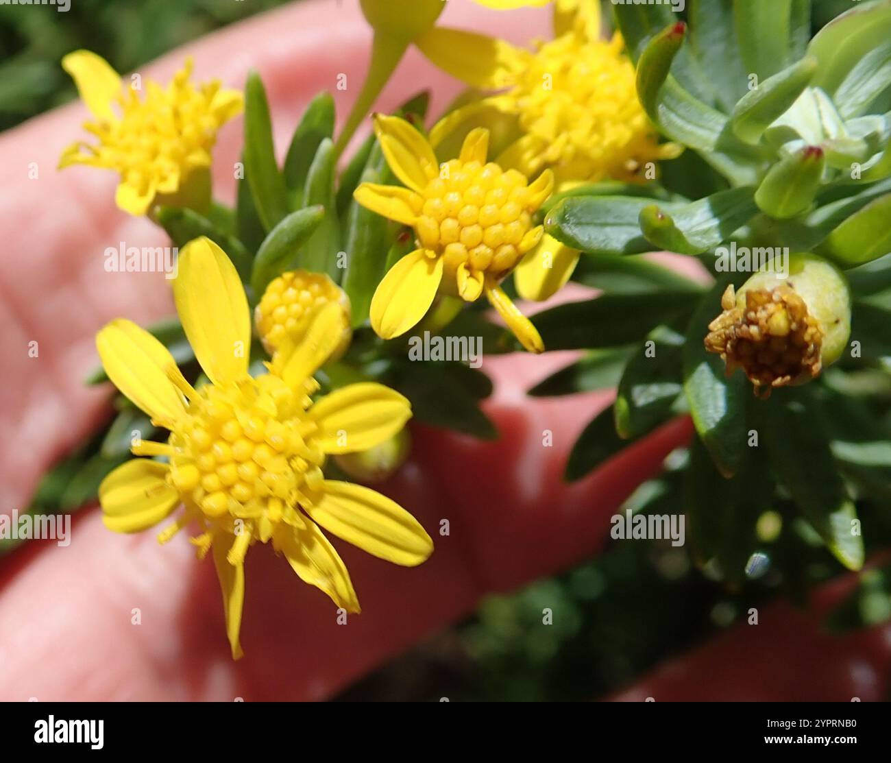 Euryops tysonii hi-res stock photography and images - Alamy