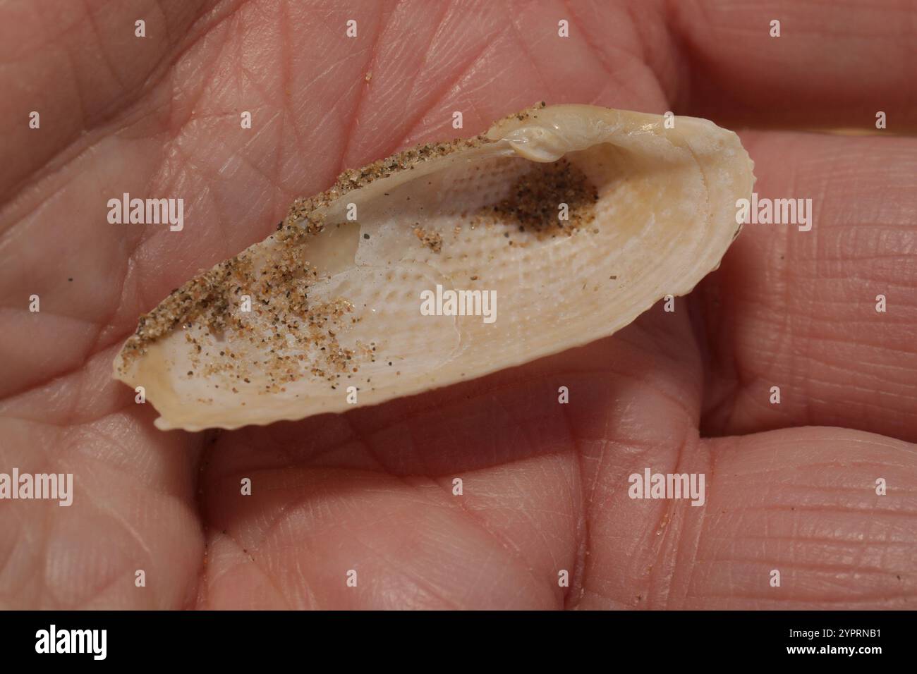 White Piddock (Barnea candida Stock Photo - Alamy