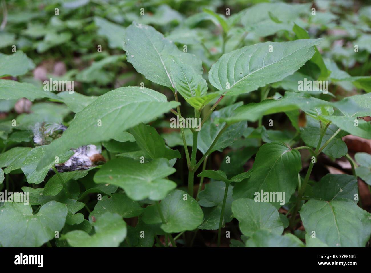 enchanter's-nightshade (Circaea lutetiana Stock Photo - Alamy