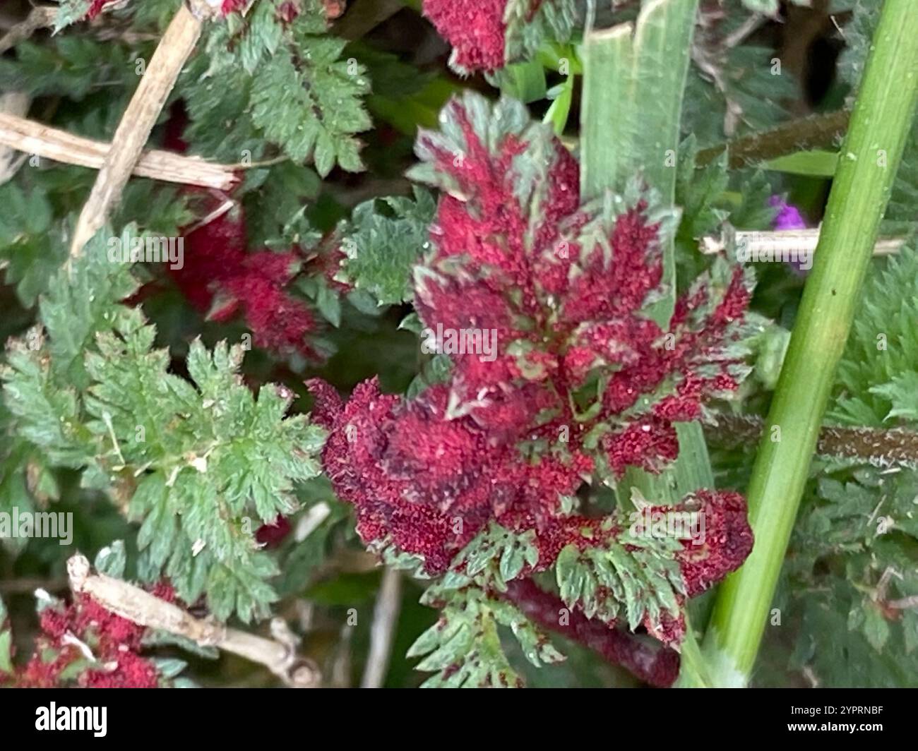Redstem Stork's-bill (Erodium cicutarium Stock Photo - Alamy