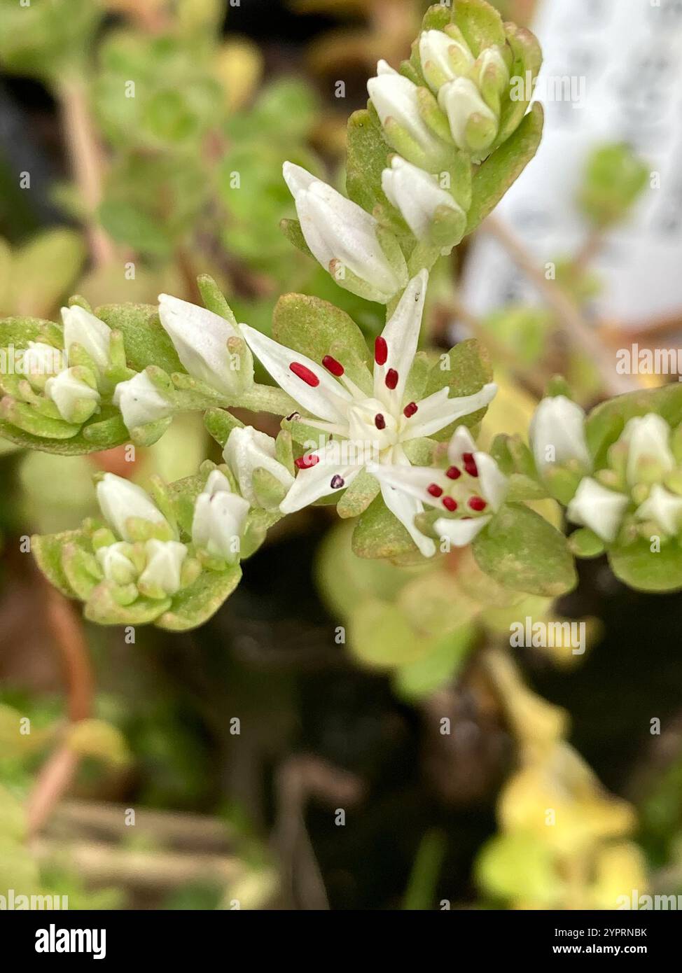 woodland stonecrop (Sedum ternatum Stock Photo - Alamy
