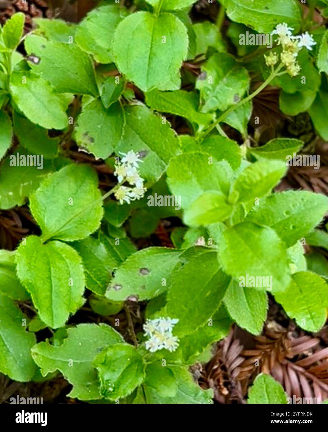 Whipplea hi-res stock photography and images - Alamy