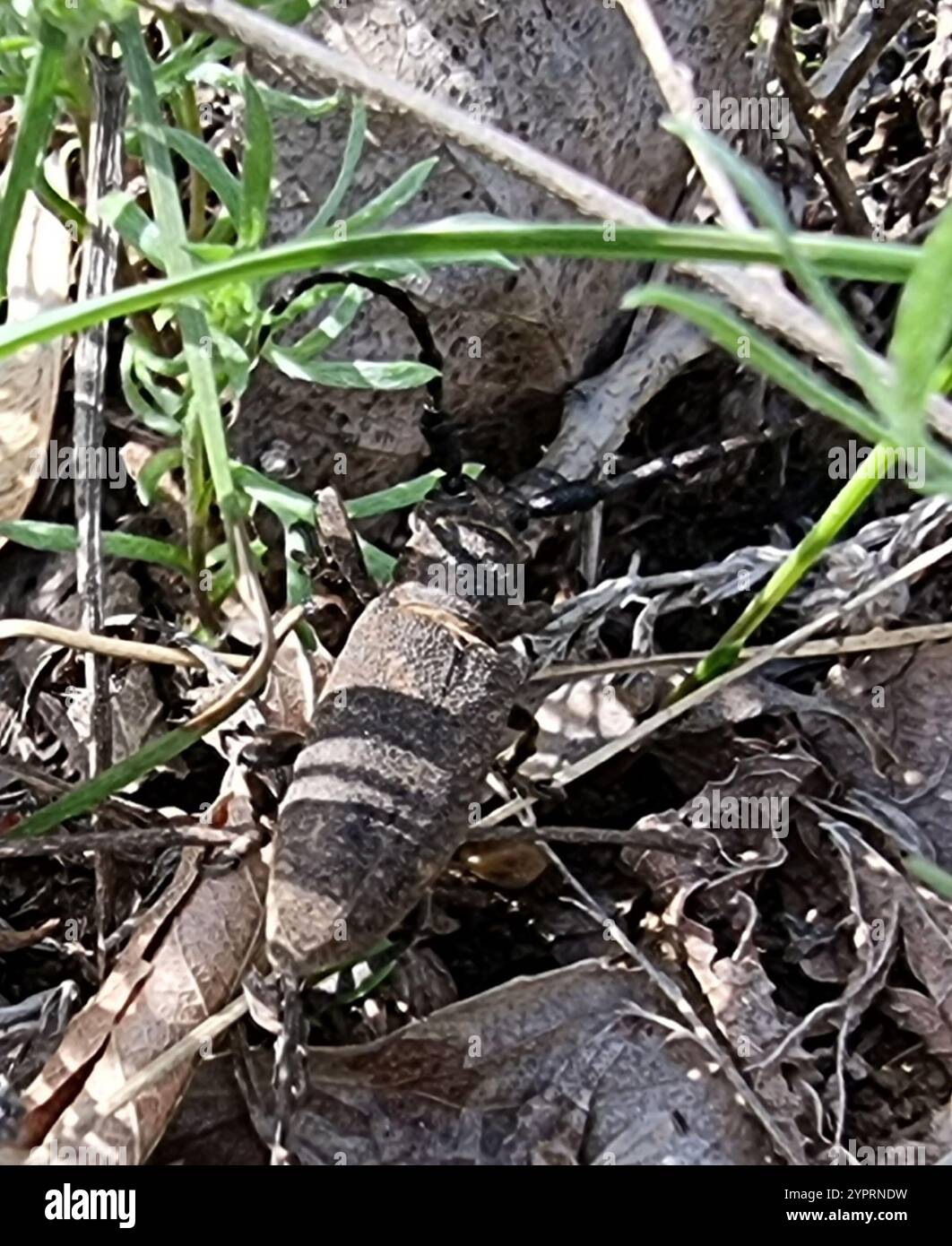 Weaver beetle (Lamia textor Stock Photo - Alamy