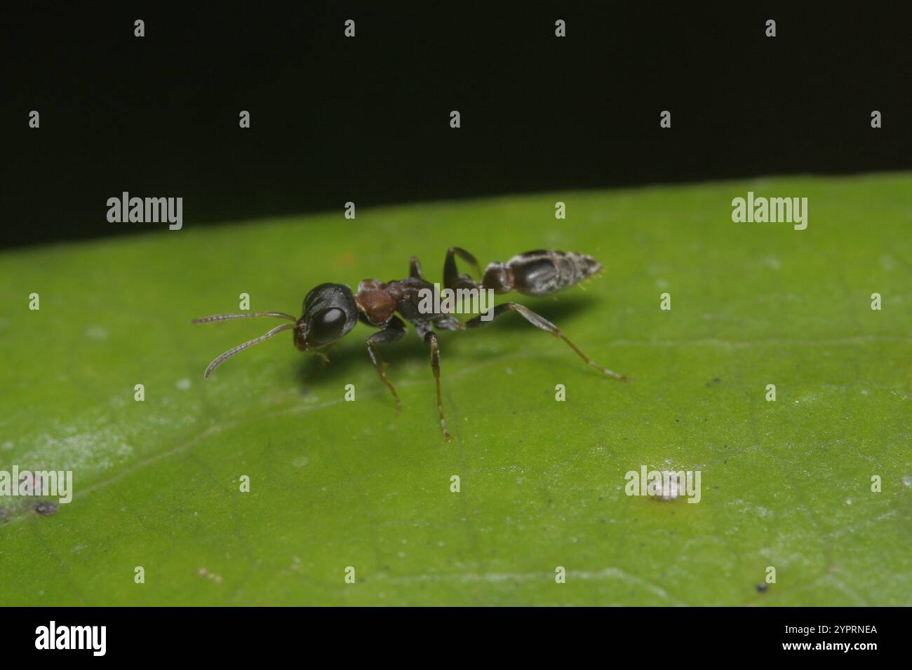 Twig Ants (Pseudomyrmex Stock Photo - Alamy