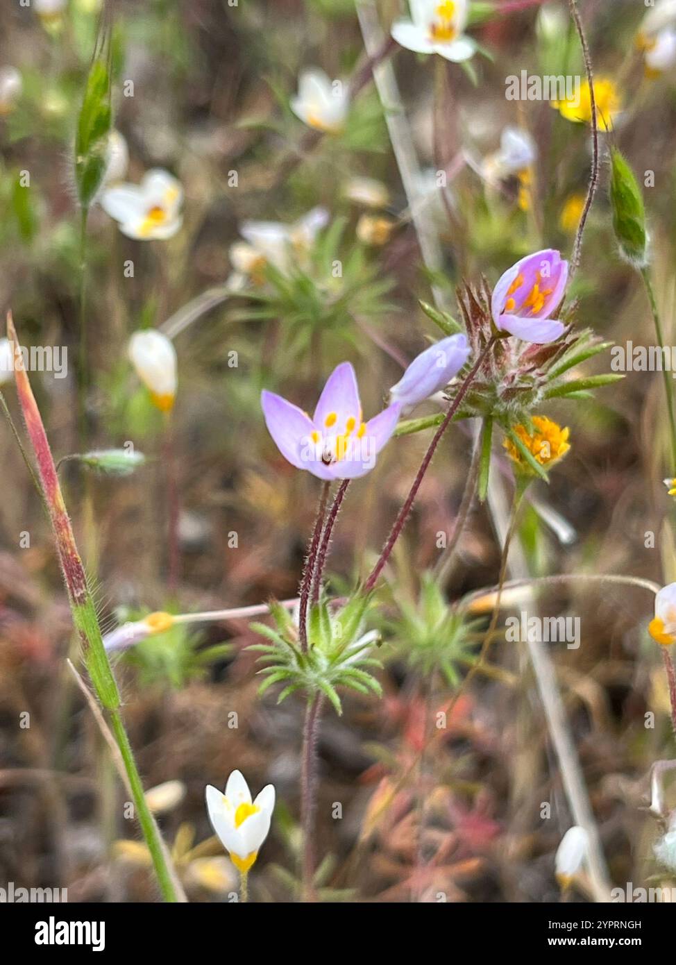 variable linanthus (Leptosiphon parviflorus Stock Photo - Alamy