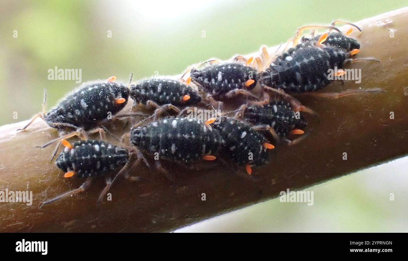 Black willow bark aphid (Pterocomma salicis Stock Photo - Alamy