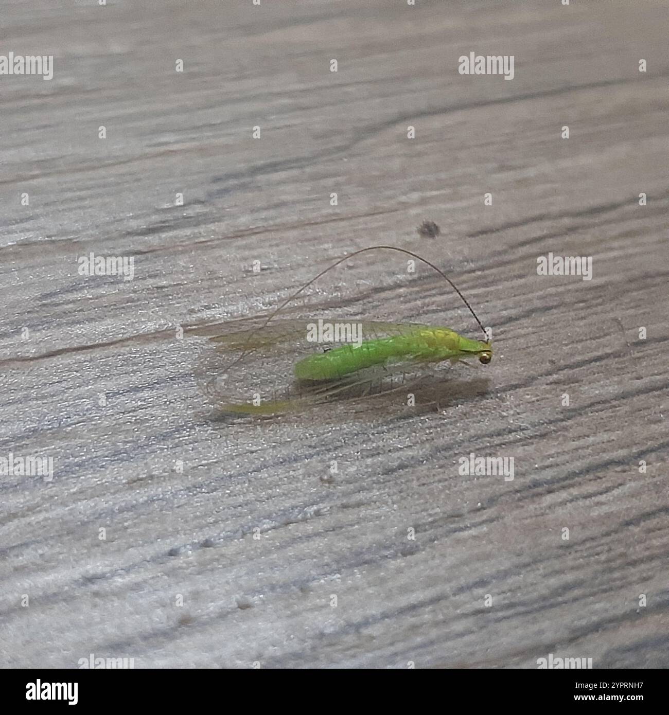 Typical Green Lacewings (Chrysopinae Stock Photo - Alamy