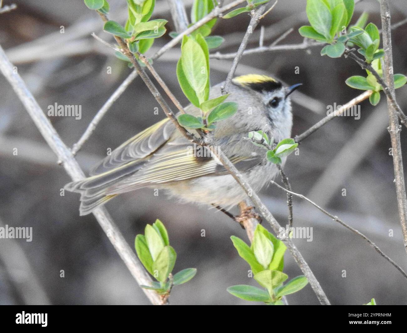 Golden-crowned Kinglet (Regulus satrapa Stock Photo - Alamy
