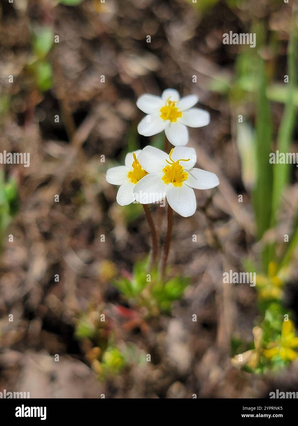 variable linanthus (Leptosiphon parviflorus Stock Photo - Alamy