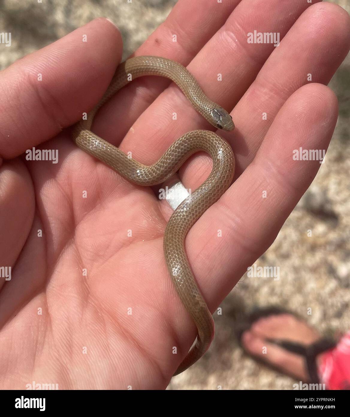Great plains snake hi-res stock photography and images - Alamy
