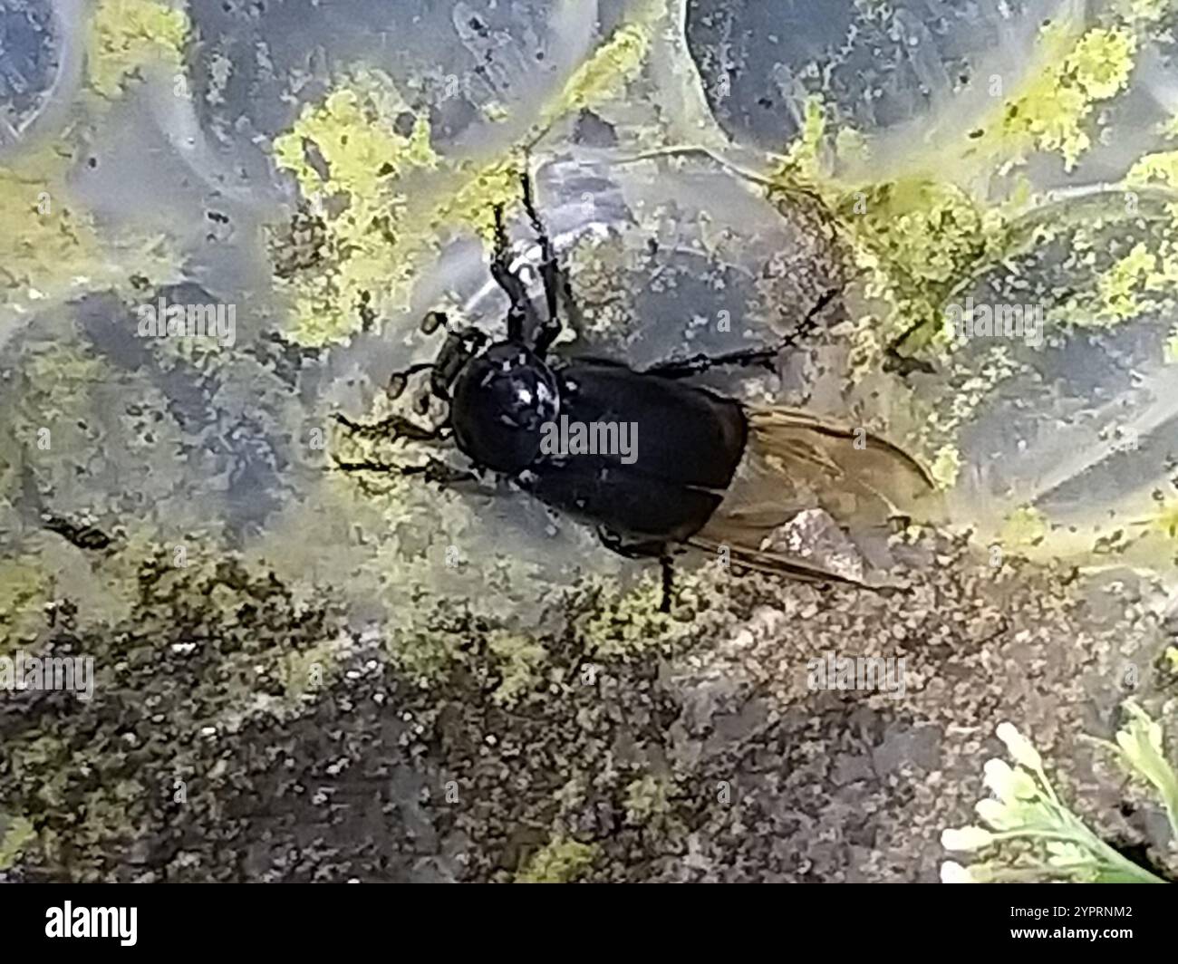 Nicrophorus humator hi-res stock photography and images - Alamy