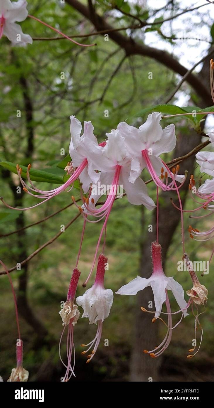 Pinxter flower rhododendron periclymenoides hi-res stock photography ...