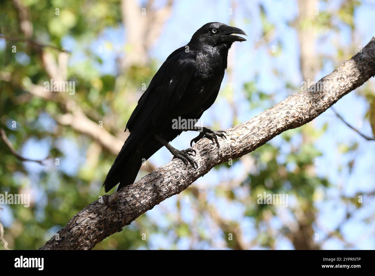 Torresian crow hi-res stock photography and images - Alamy