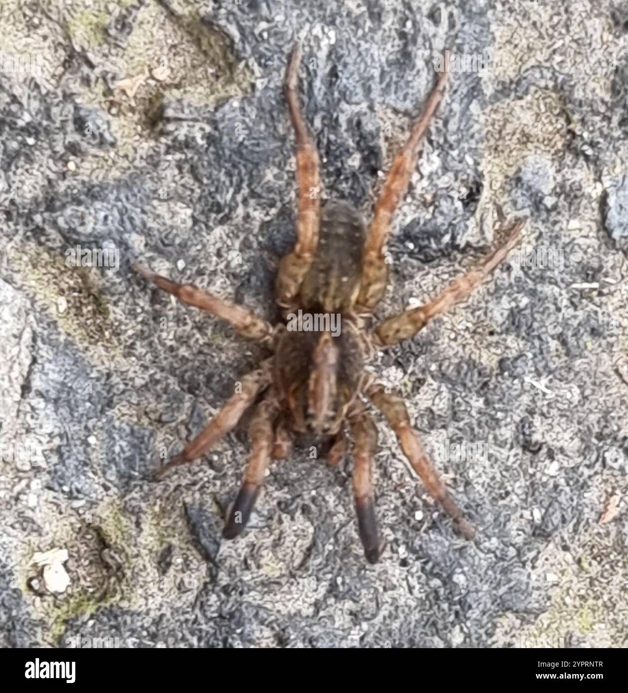 Ground wolf spider (Trochosa terricola Stock Photo - Alamy