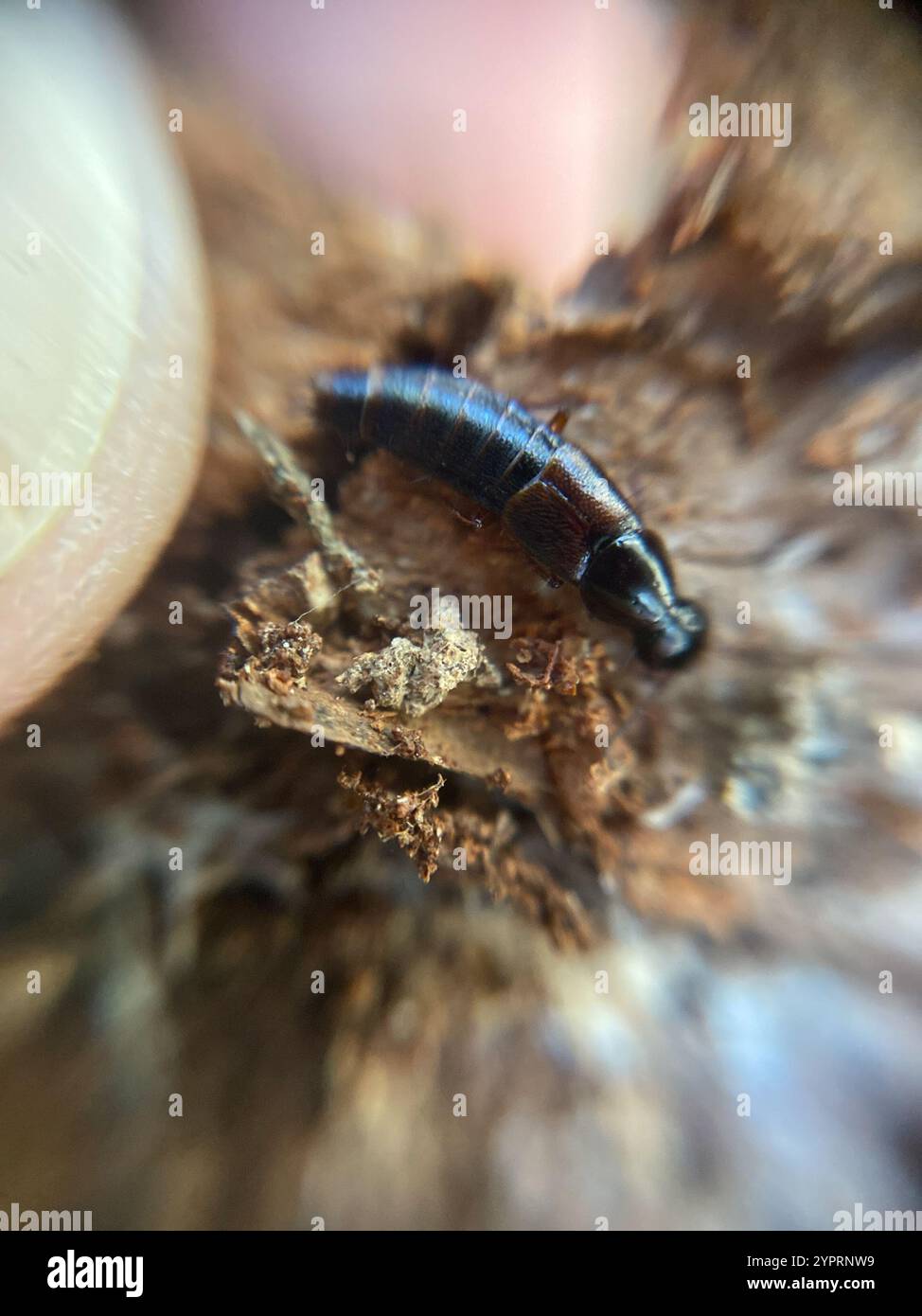 Quedius hi-res stock photography and images - Alamy