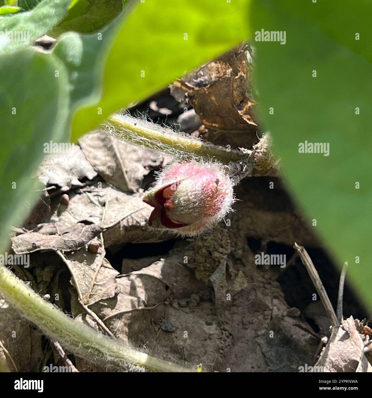 Canadian wild ginger (Asarum canadense Stock Photo - Alamy