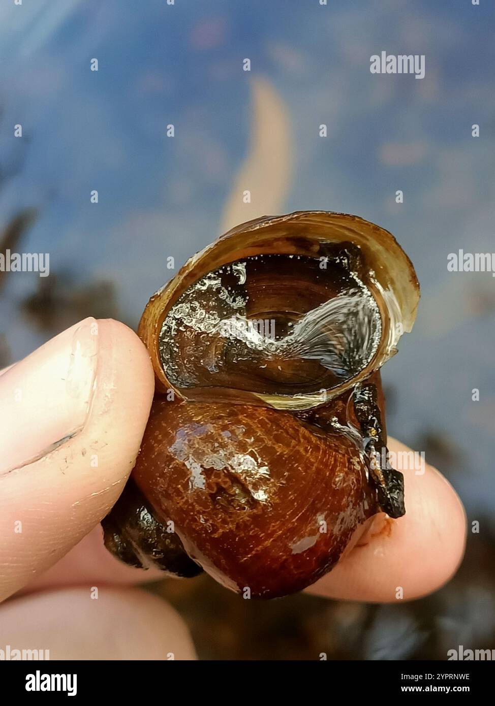 Spike-topped Apple Snail (Pomacea diffusa Stock Photo - Alamy