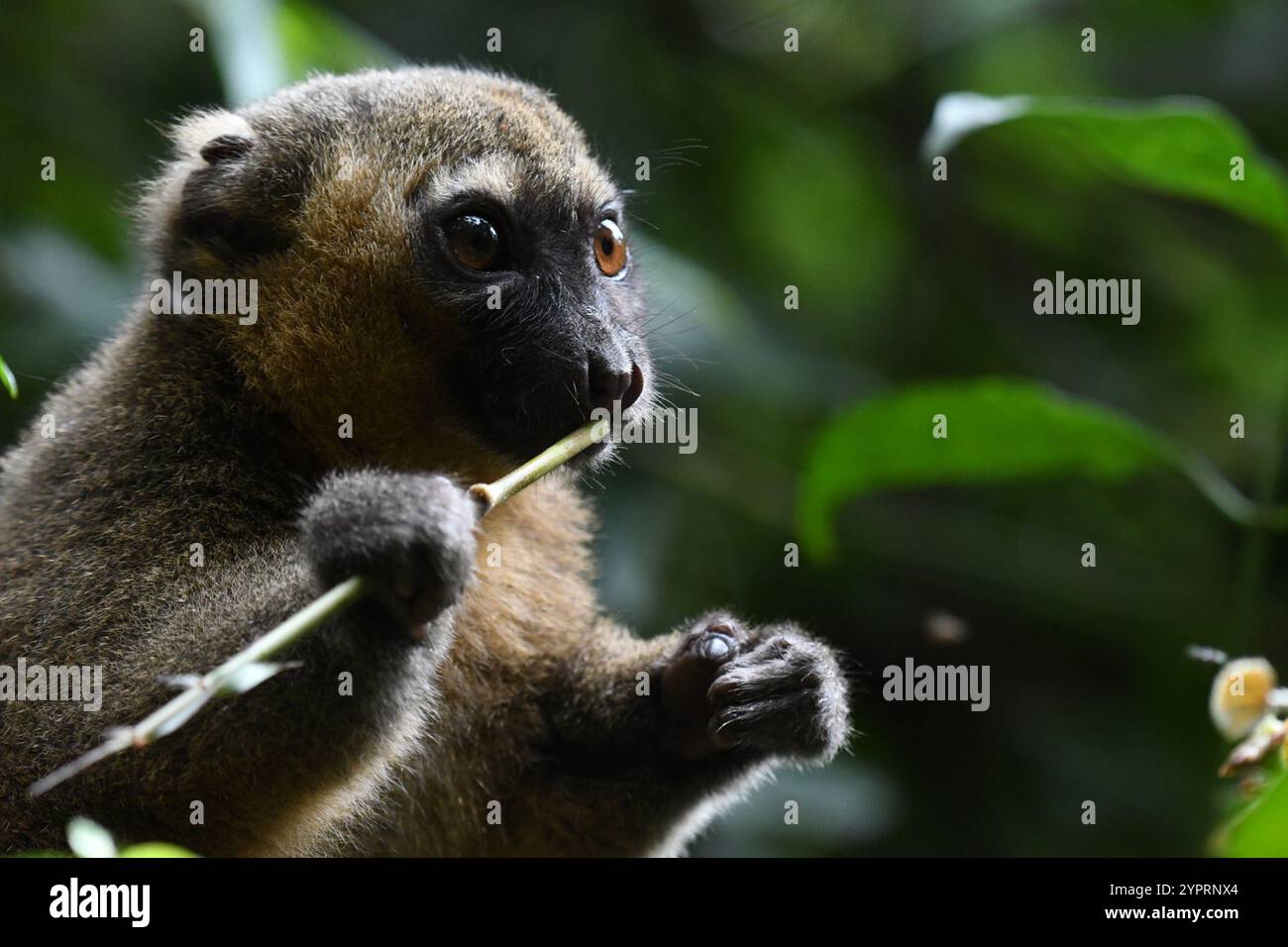 Golden Bamboo Lemur (Hapalemur aureus Stock Photo - Alamy