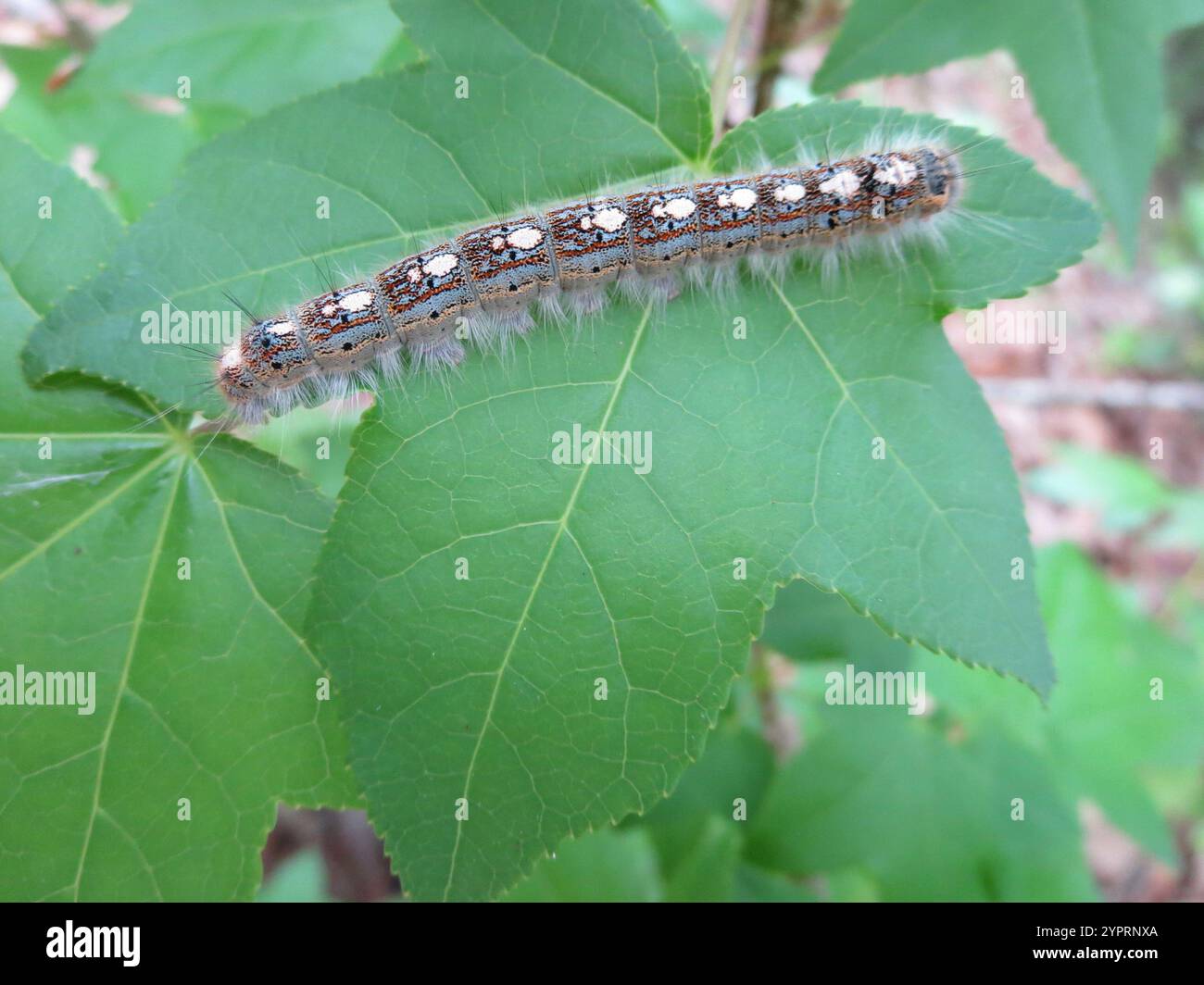Forest Tent Caterpillar Moth (Malacosoma disstria Stock Photo - Alamy