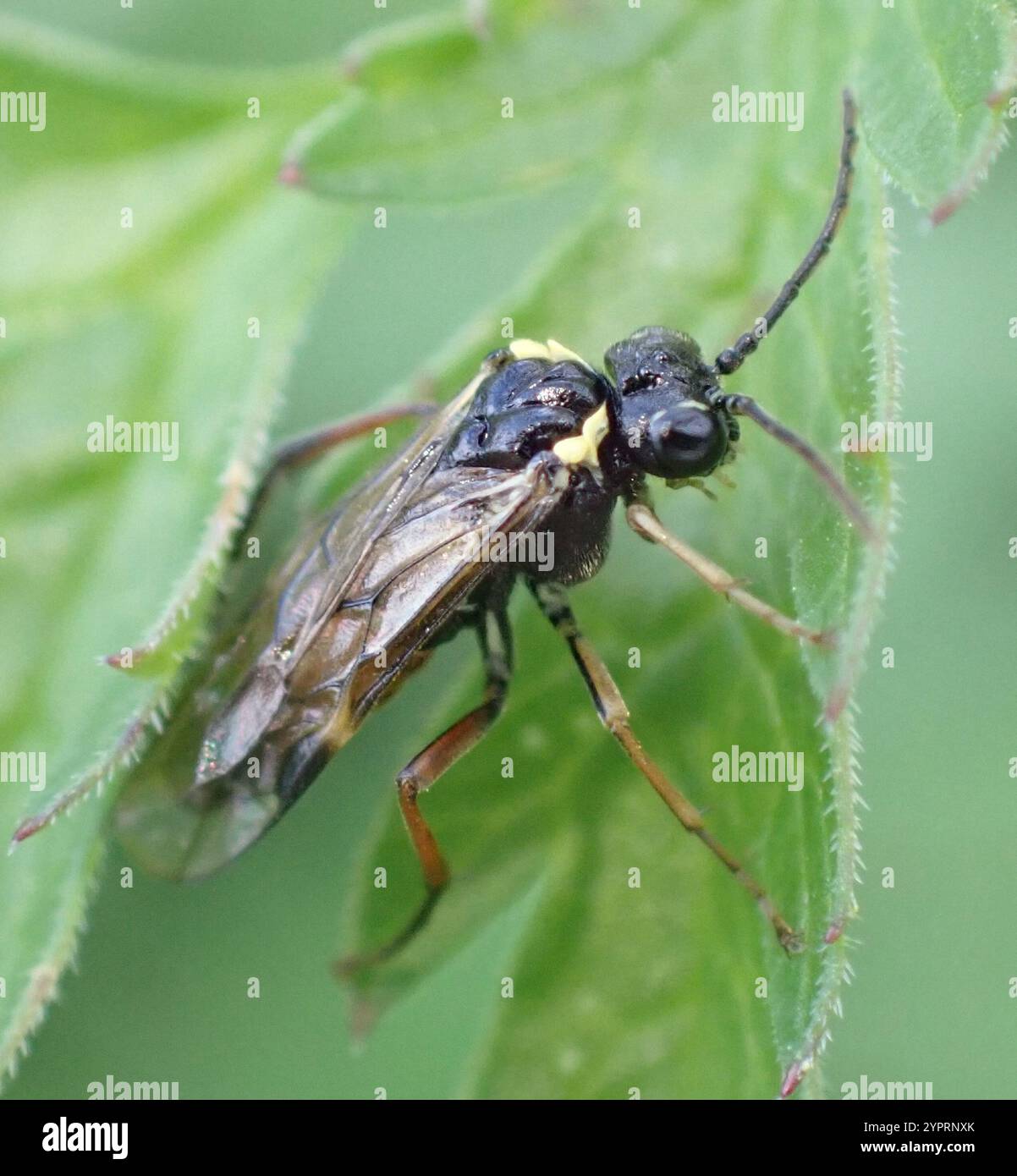 Common Sawflies (Tenthredinidae Stock Photo - Alamy