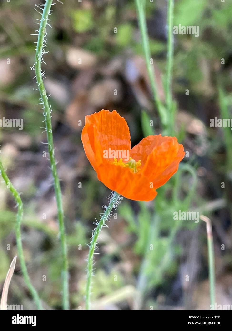 fire poppy (Papaver californicum Stock Photo - Alamy