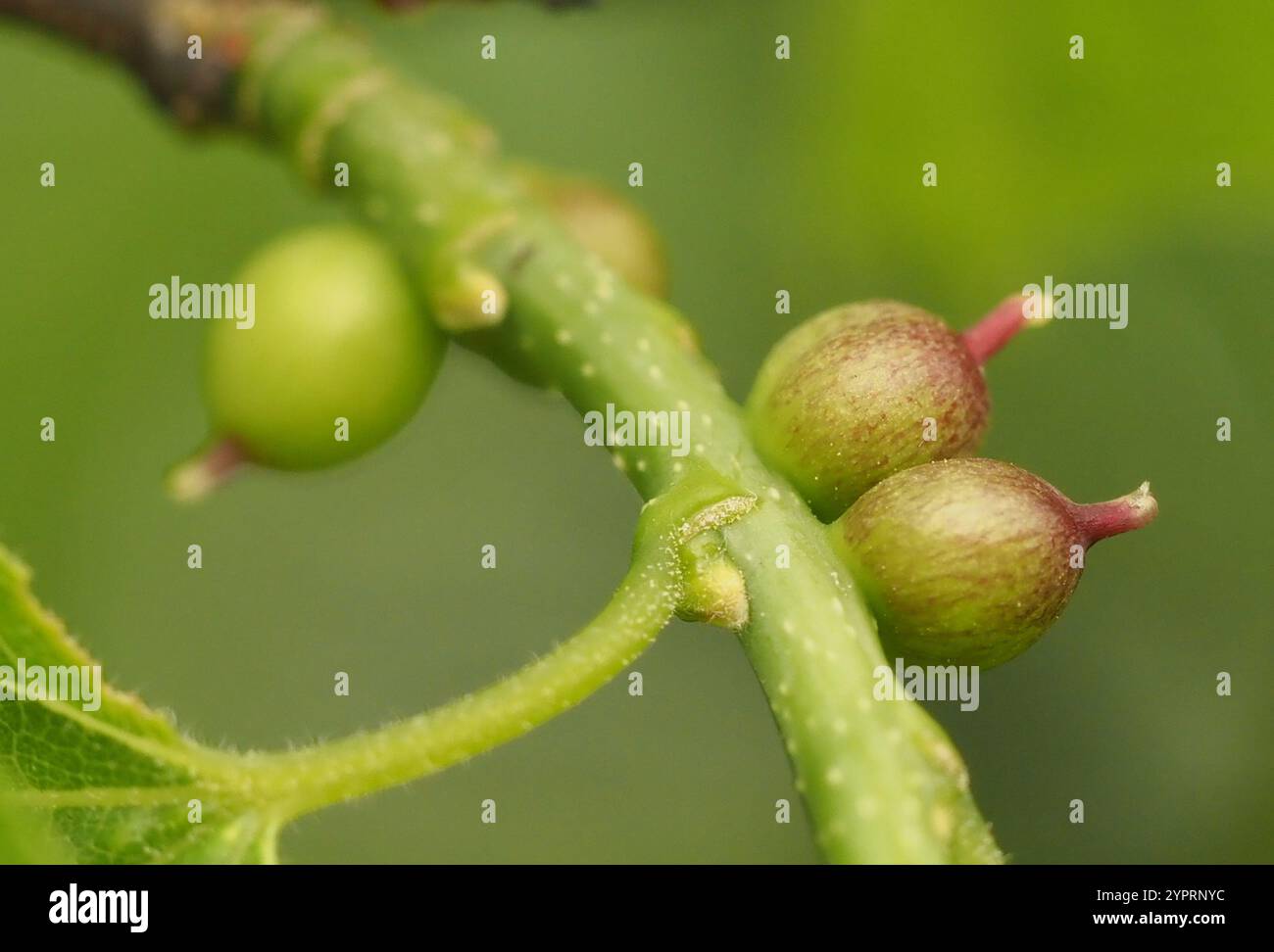 Hackberry Aggregate Gall Midge (Celticecis connata Stock Photo - Alamy