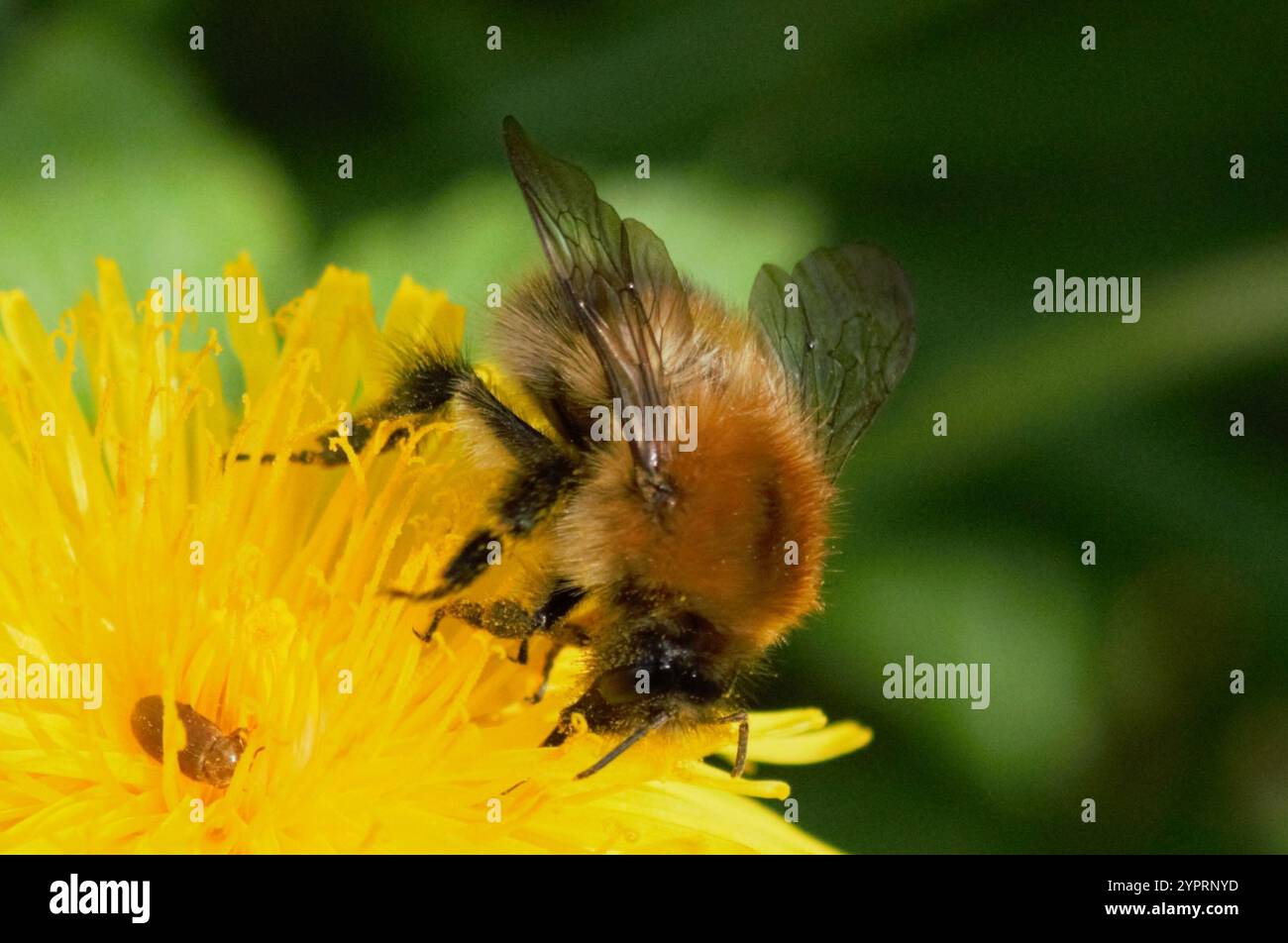 Common Carder Bumble Bee (Bombus pascuorum Stock Photo - Alamy
