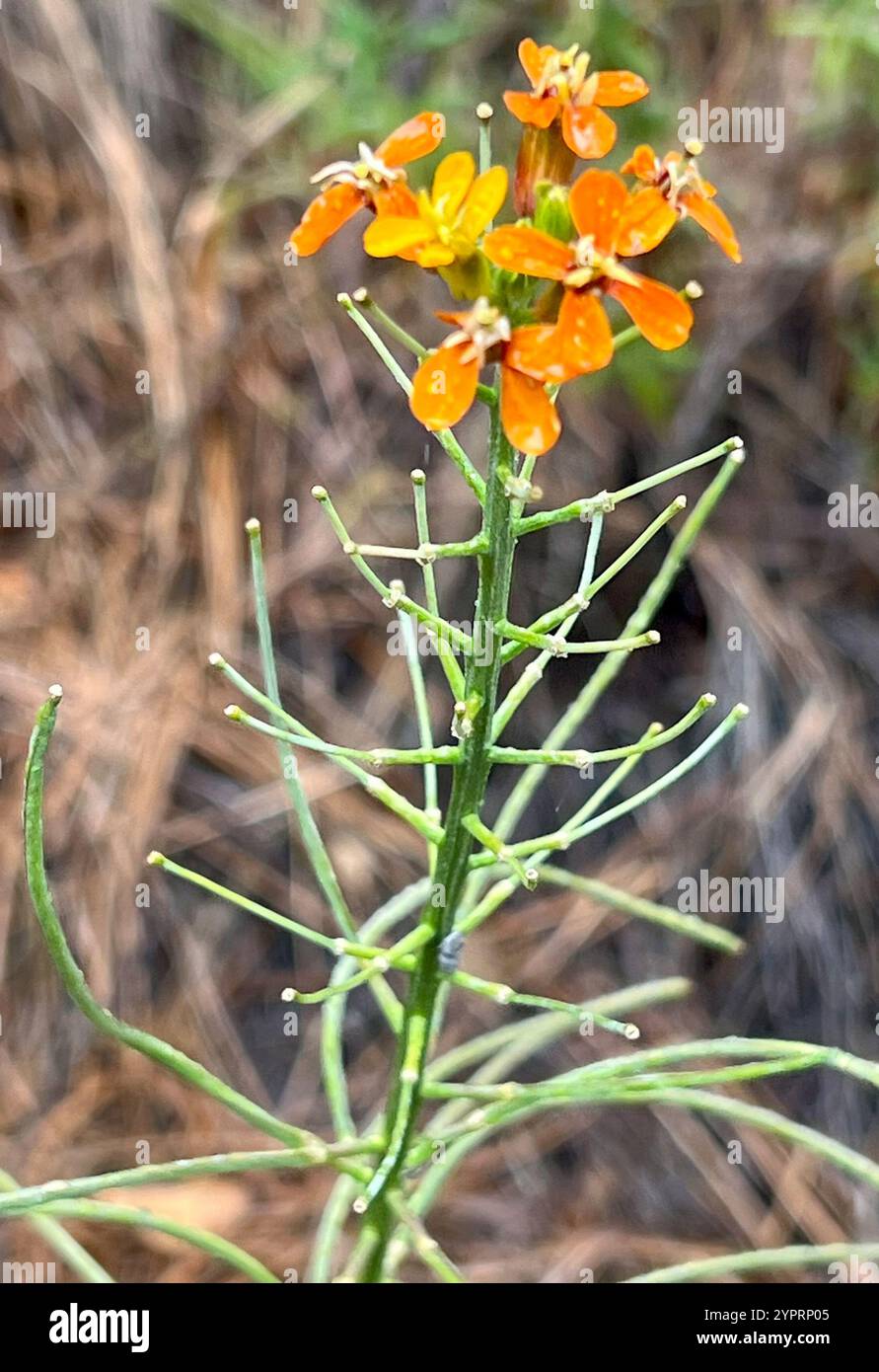 Western Wallflower (Erysimum capitatum Stock Photo - Alamy