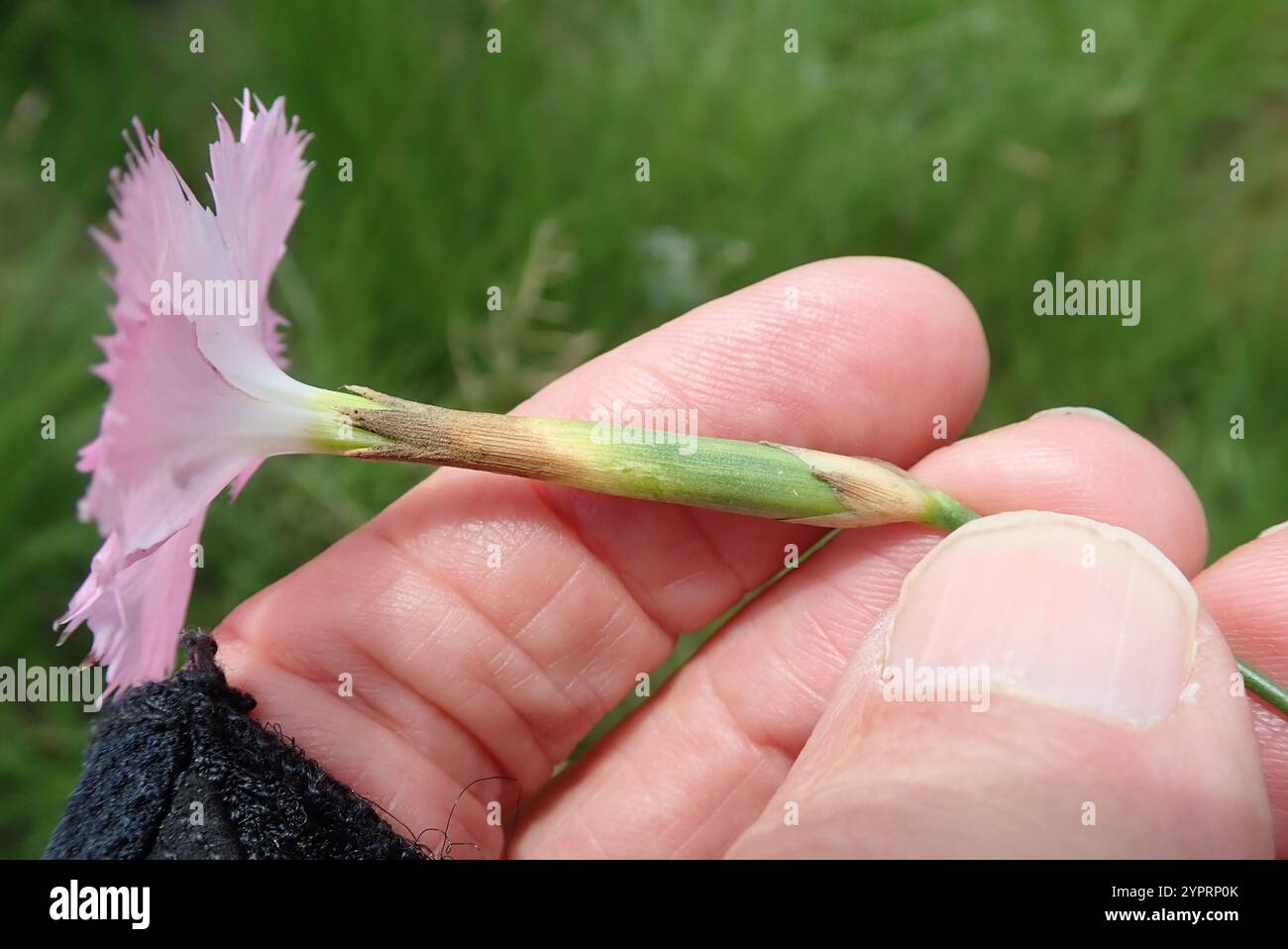 African Pink (Dianthus zeyheri Stock Photo - Alamy
