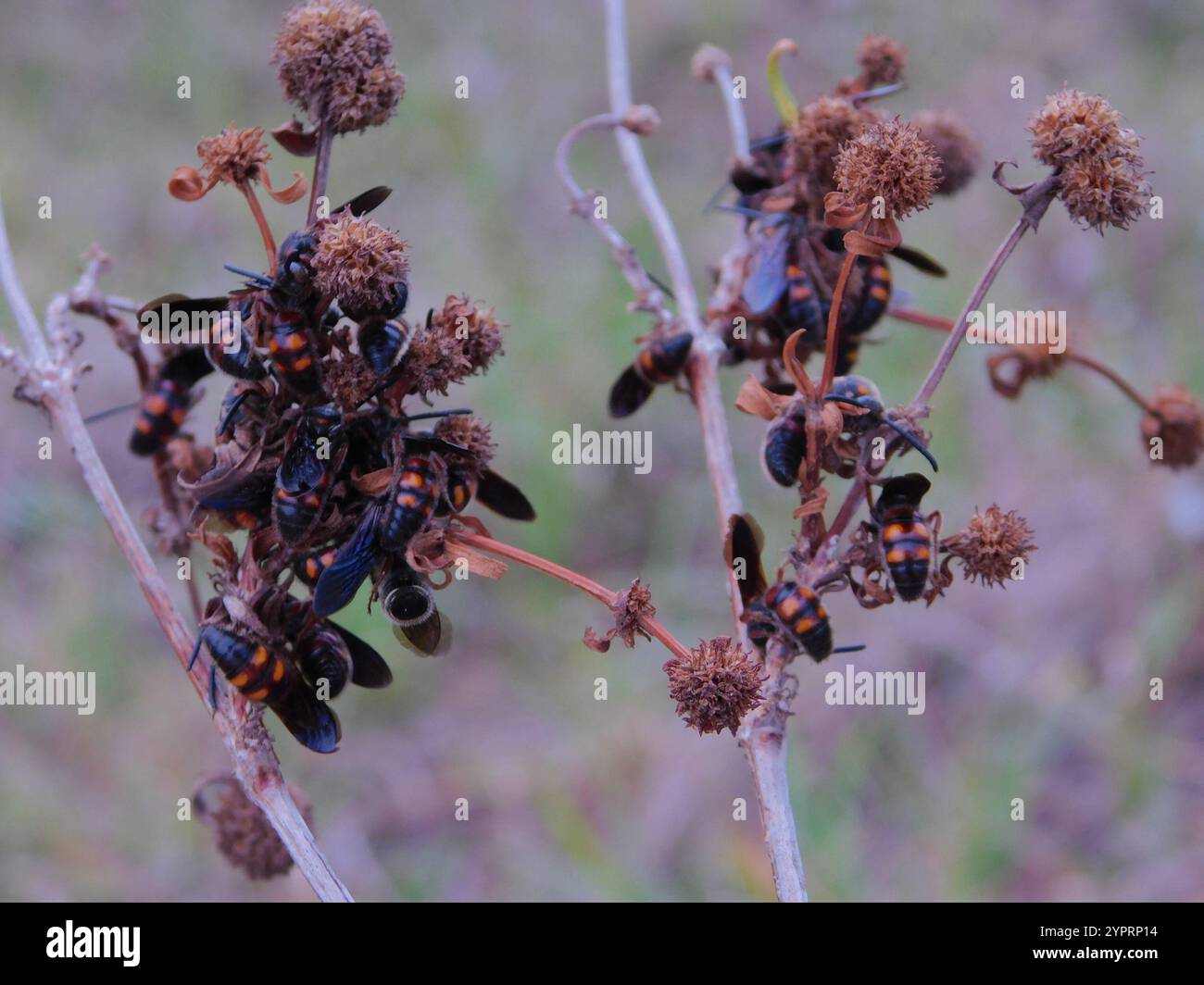Noble Scoliid Wasp (Scolia nobilitata Stock Photo - Alamy
