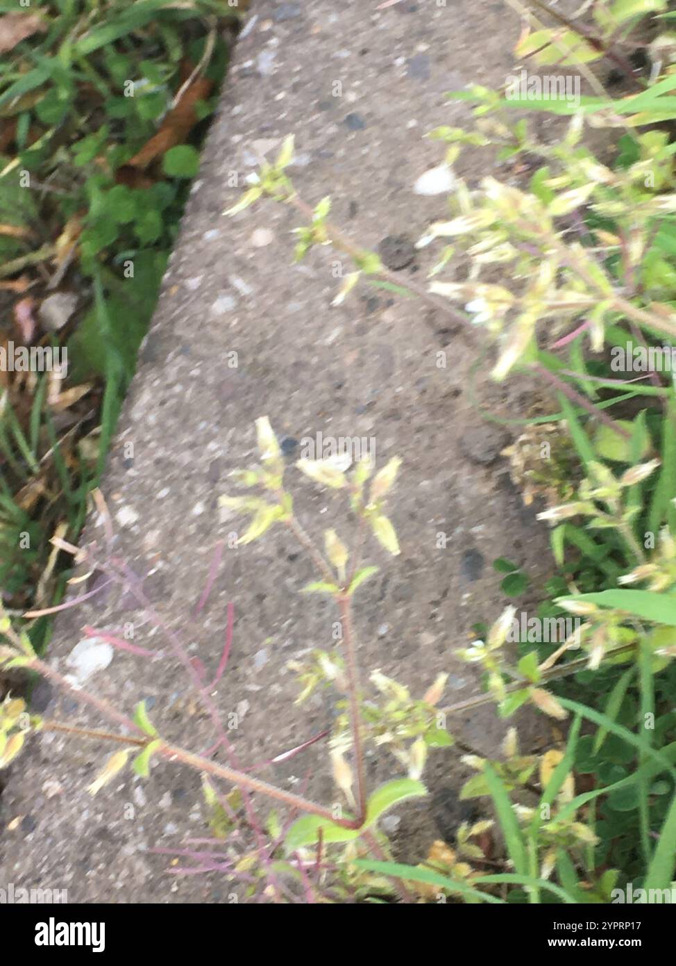 Sticky mouse-ear chickweed (Cerastium glomeratum Stock Photo - Alamy