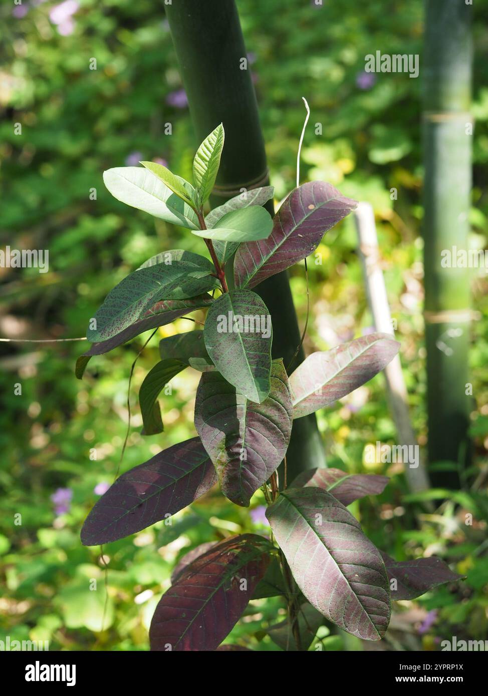 Common guava (Psidium guajava Stock Photo - Alamy