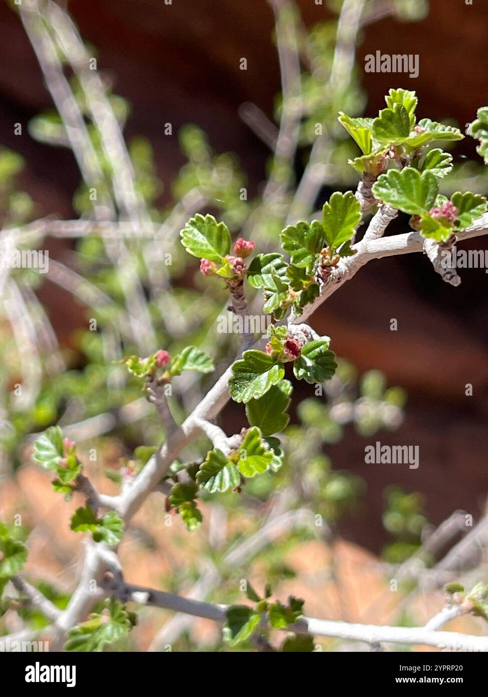 Alderleaf Mountain Mahogany (Cercocarpus montanus Stock Photo - Alamy