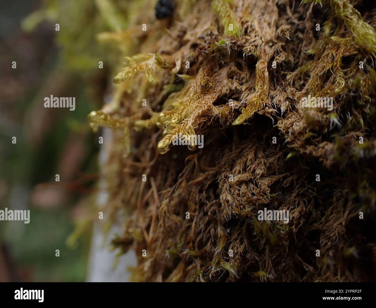 Sickle-leaved Hook-moss (Sanionia uncinata Stock Photo - Alamy