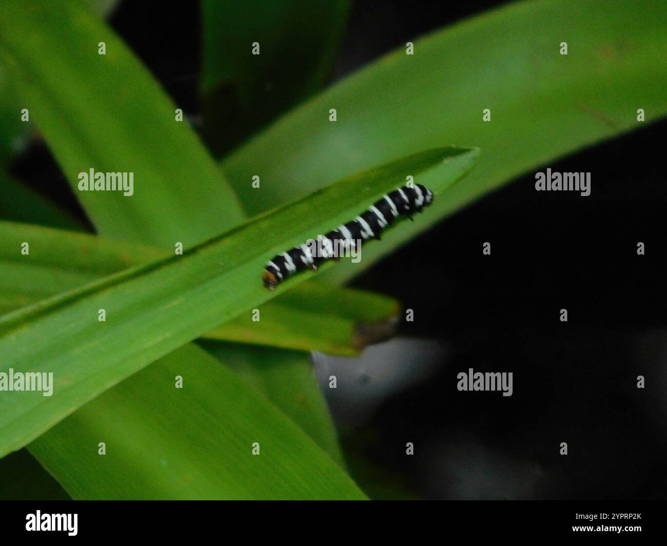 Spanish Moth (Xanthopastis regnatrix Stock Photo - Alamy
