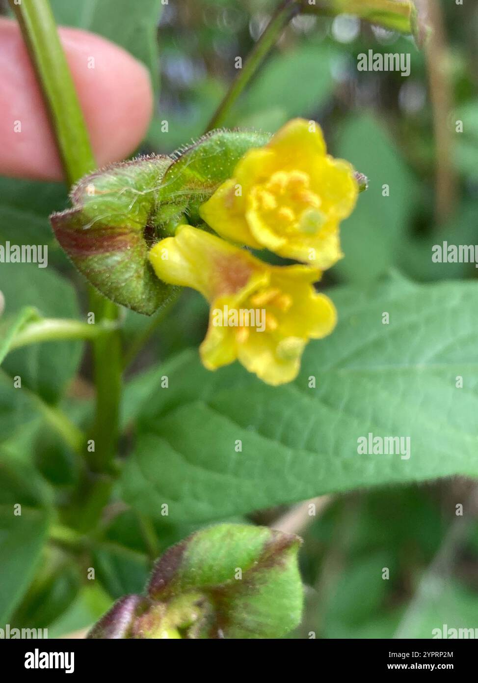twinberry honeysuckle (Lonicera involucrata Stock Photo - Alamy